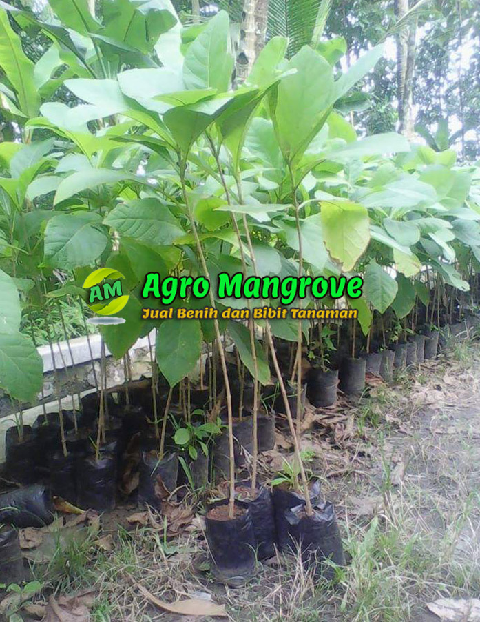 Jual Bibit Jati || Agro Mangrove