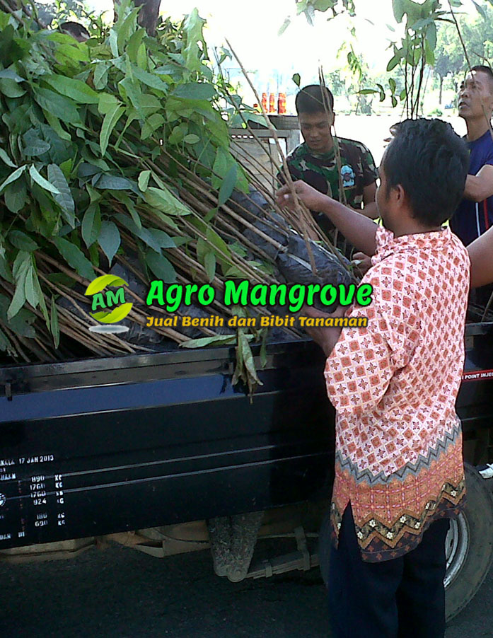Jual Bibit Mahoni || Agro Mangrove