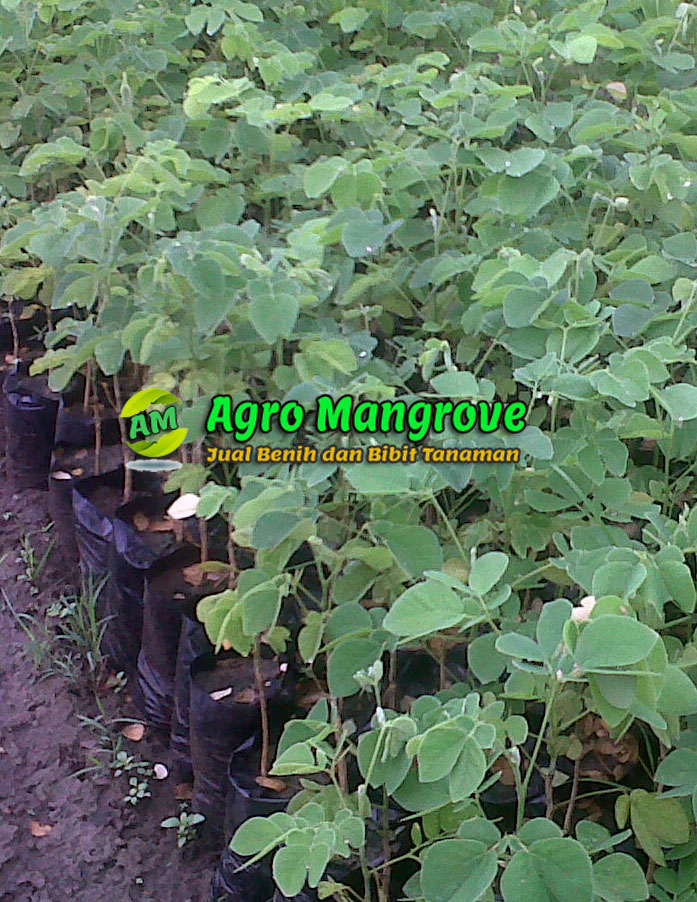 Jual bibit trembesi || Agro Mangrove