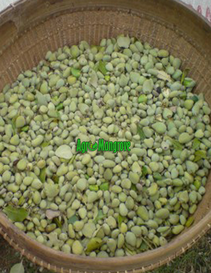 Jual biji api-api || Agro Mangrove