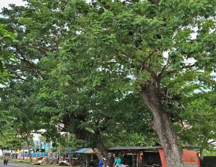 Klasifikasi Tanaman Johar || Agro Mangrove