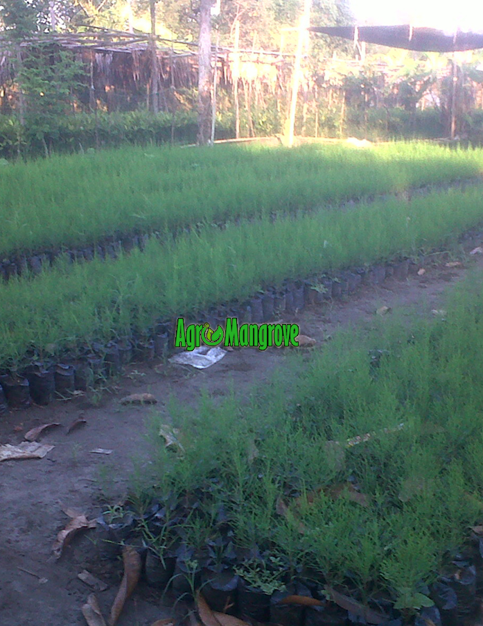 Klasifikasi Tanaman Cemara laut || Agro Mangrove