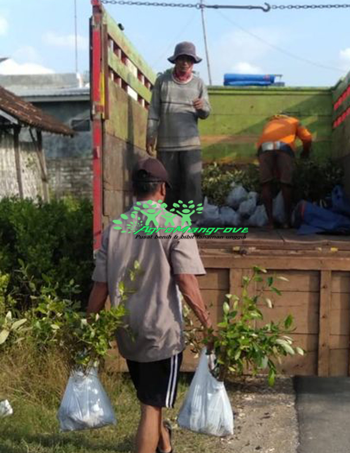 Jual Bibit Api-Api || Agro Mangrove