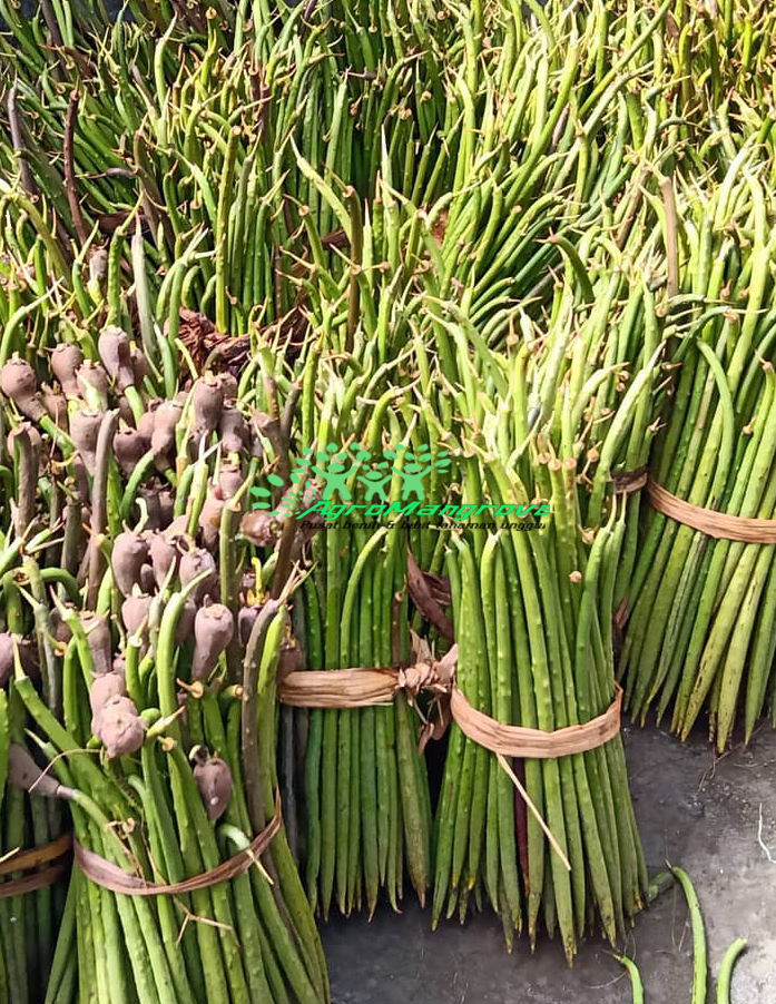 Jual Propagul Mangrove || Agro Mangrove