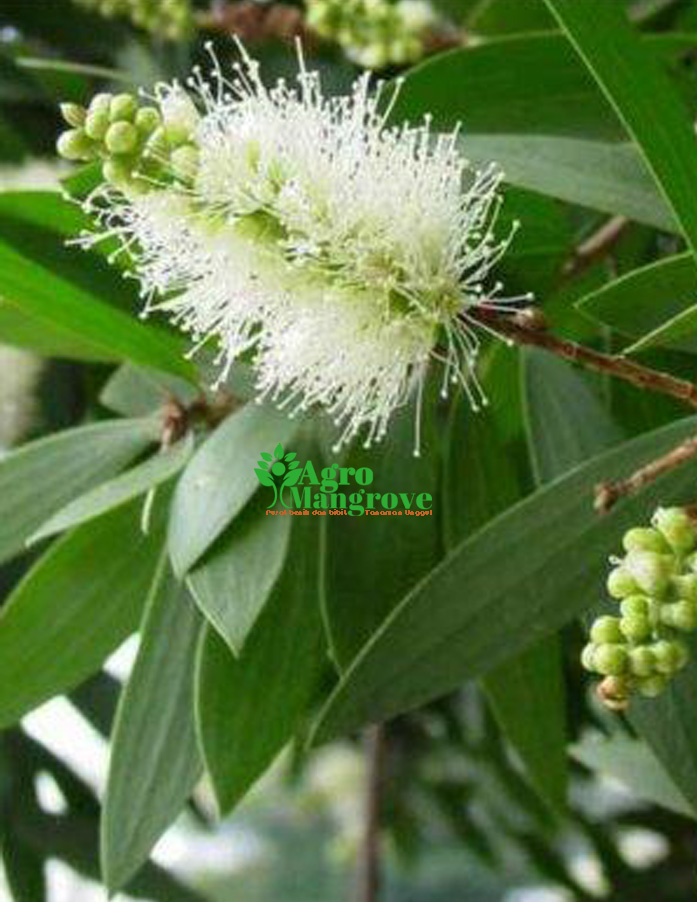 Jual bibit kayu putih || Agro Mangrove