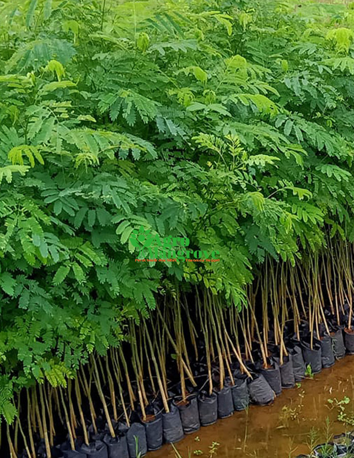 Jual bibit sengon buto || Agro Mangrove