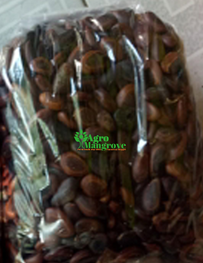 Jual biji sengon buto || Agro Mangrove