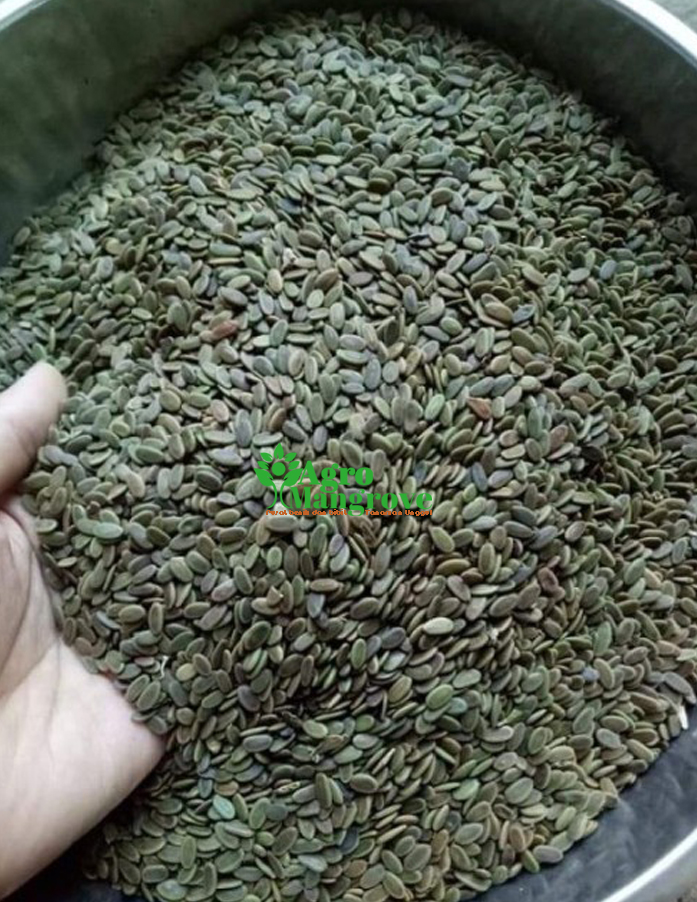 Jual biji sengon laut || Agro Mangrove