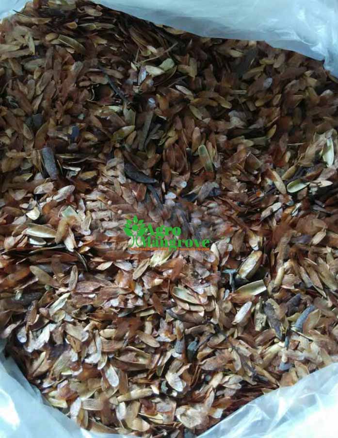 Jual biji suren || Agro Mangrove
