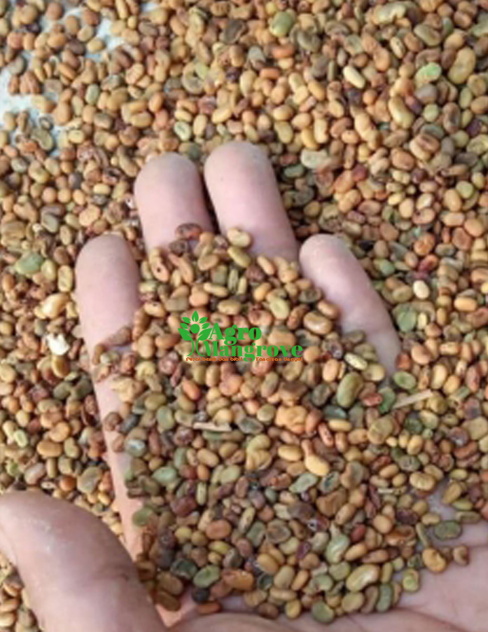 Jual biji turi || Agro Mangrove