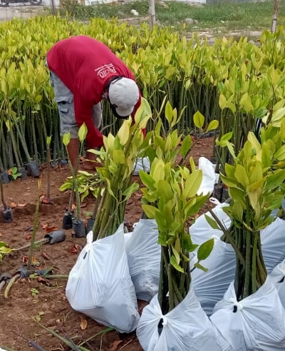 Jual Propagul Mangrove || Agro Mangrove