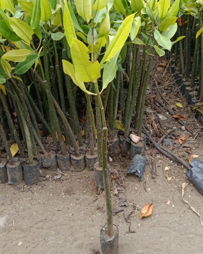 Jual Propagul Mangrove || Agro Mangrove