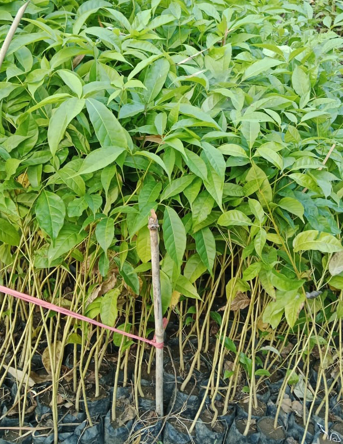 Jual bibit tabebuya || Agro Mangrove