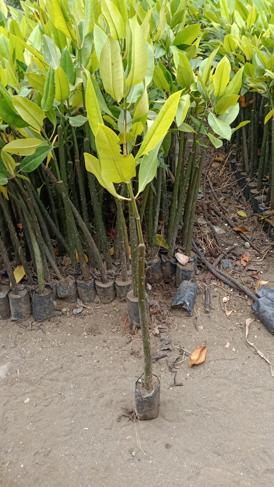 Jual Bibit Mangrove bakau || Agro Mangrove