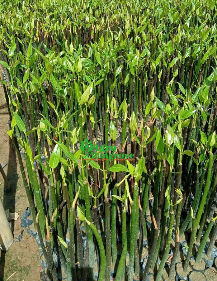Jual bibit mangrove Rhizophora || Agro Mangrove