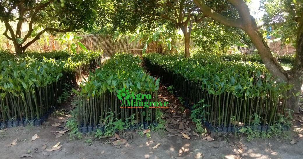 Jual bibit mangrove Rhizophora || Agro Mangrove